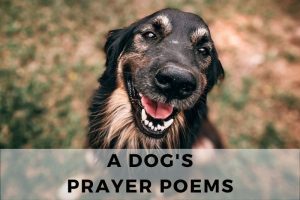 A Dog's Prayer Poem: 15 Touching Poems - Strength in Prayer